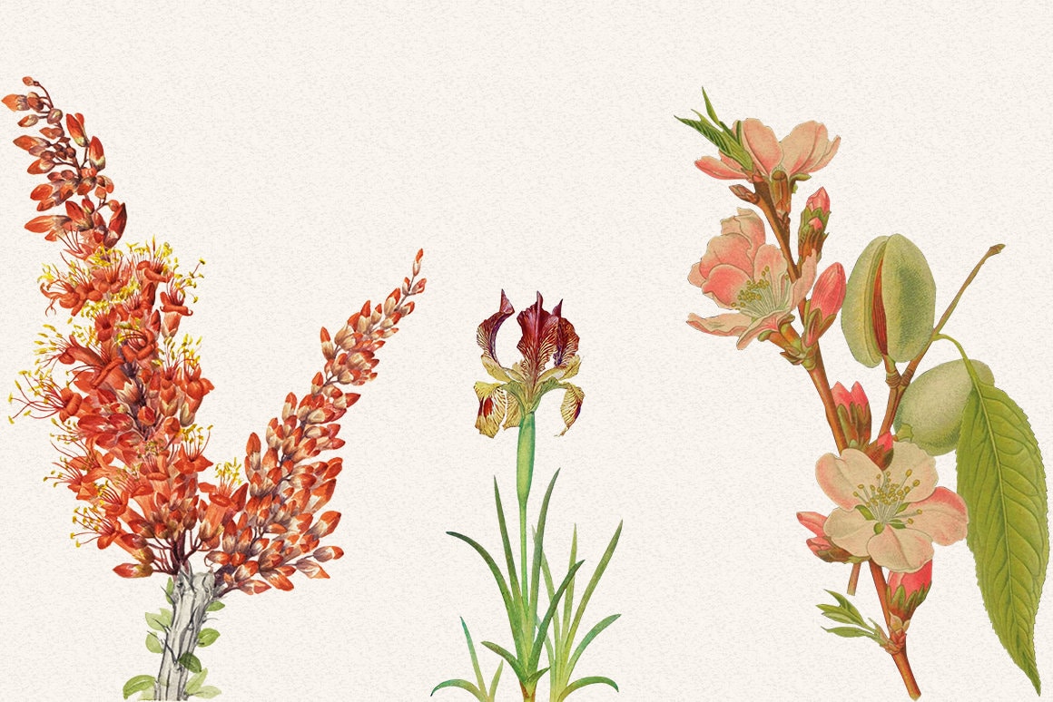 Flowers Illustrations, 100 Printable , Graphic Design, Collage Art ...