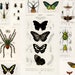 160+ George Hudson Entomology Rare Illustrations, Insects Printable ...
