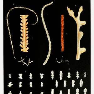 Résultats Des Campagnes Scientifiques by Albert I - 66 HQ Brisingidae ...