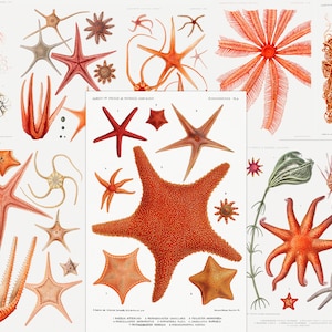 Résultats Des Campagnes Scientifiques by Albert I - 66 HQ Brisingidae ...