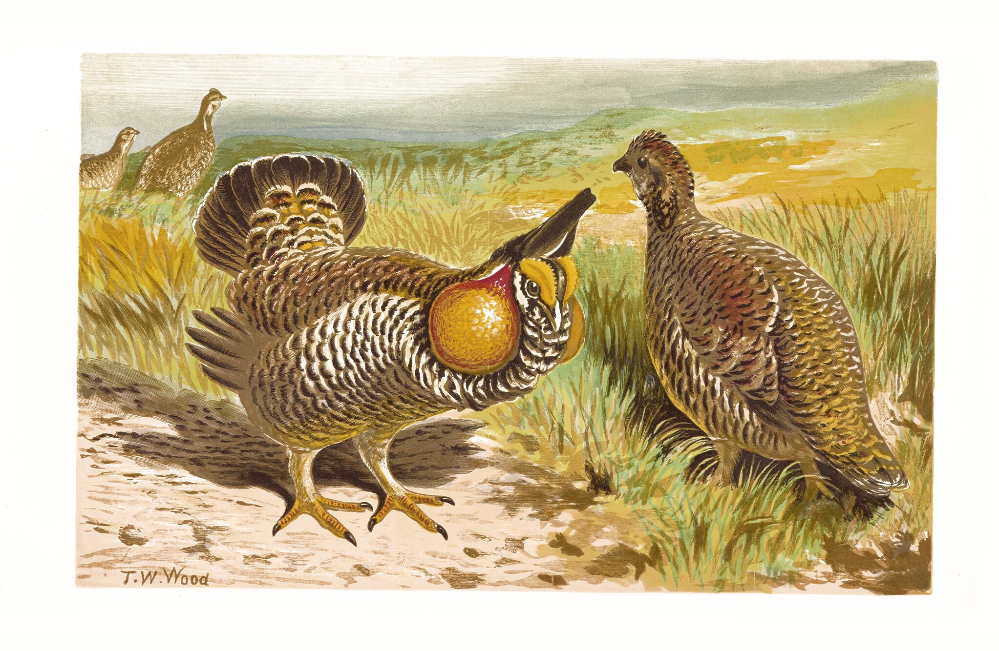 Curiosities of Ornithology Birds Illustrations HQ Artworks 1871 Penguin ...