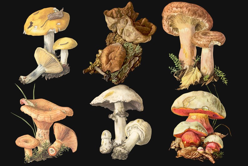 Vintage Mushroom Clipart PNG Fungus Autumn Printable Cut Out - Etsy