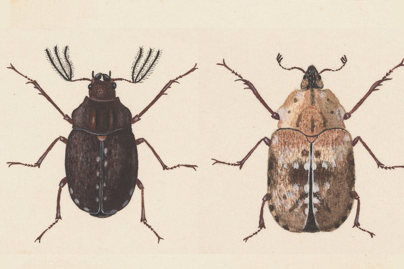 160 George Hudson Entomology Rare Illustrations, Insects Printable ...