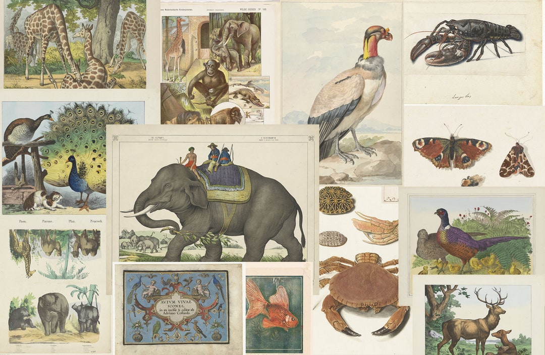 Vintage Animals Prints Antique Farmhouse Decor Cottagecore Digital ...