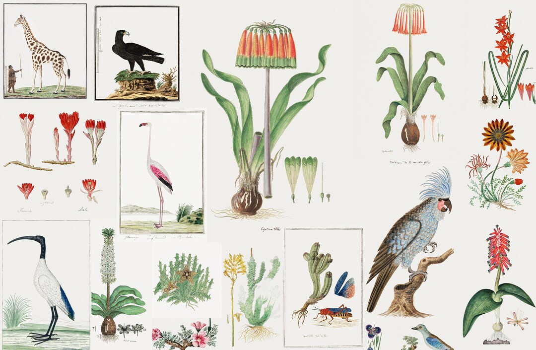 80+ Robert Jacob Gordon Botanicals Illustrations Animals Birds ...