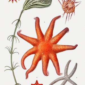 Résultats Des Campagnes Scientifiques by Albert I - 66 HQ Brisingidae ...