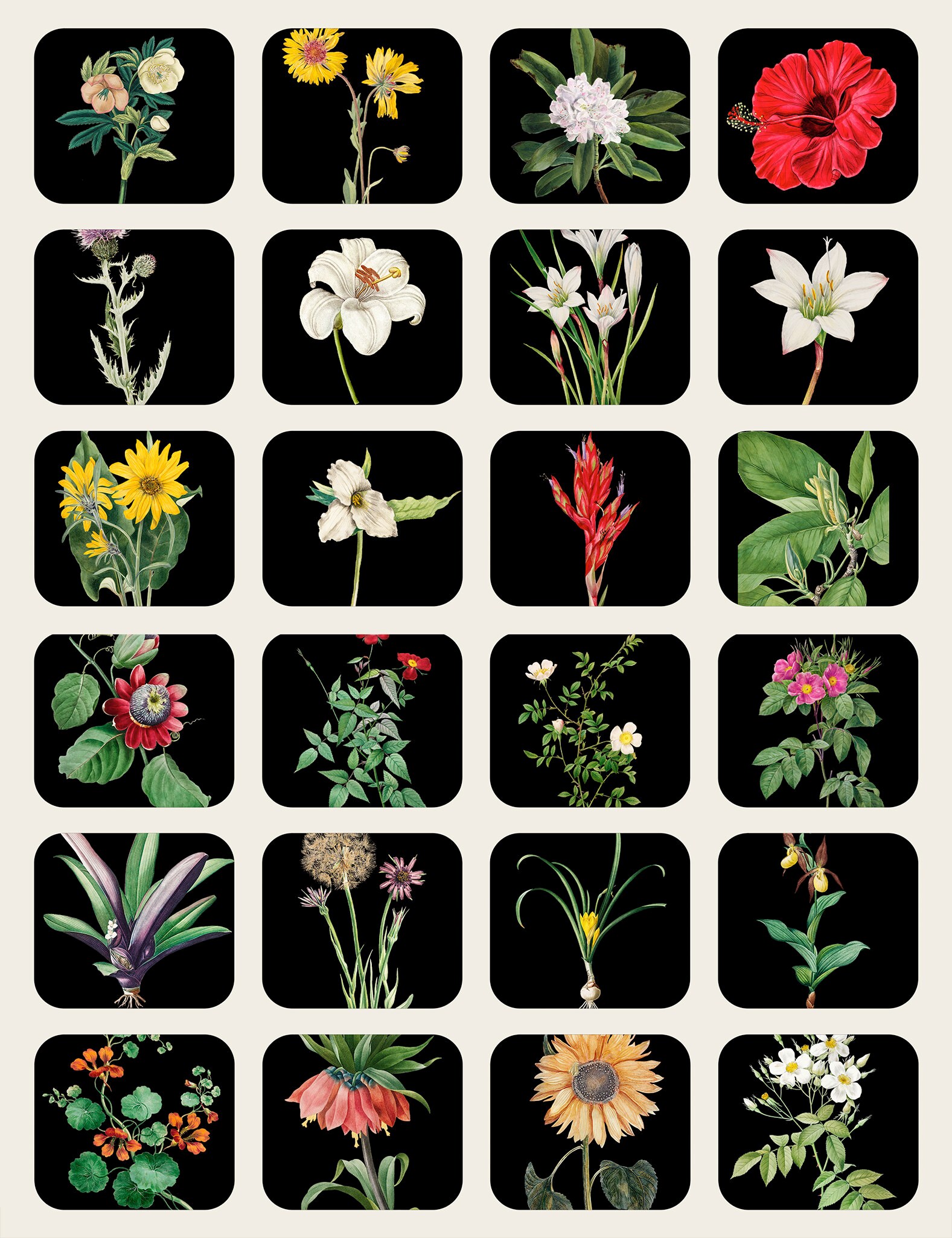 70 Classic Flowers PNG HQ Clipart Vintage Illustrations Graphic Poster ...