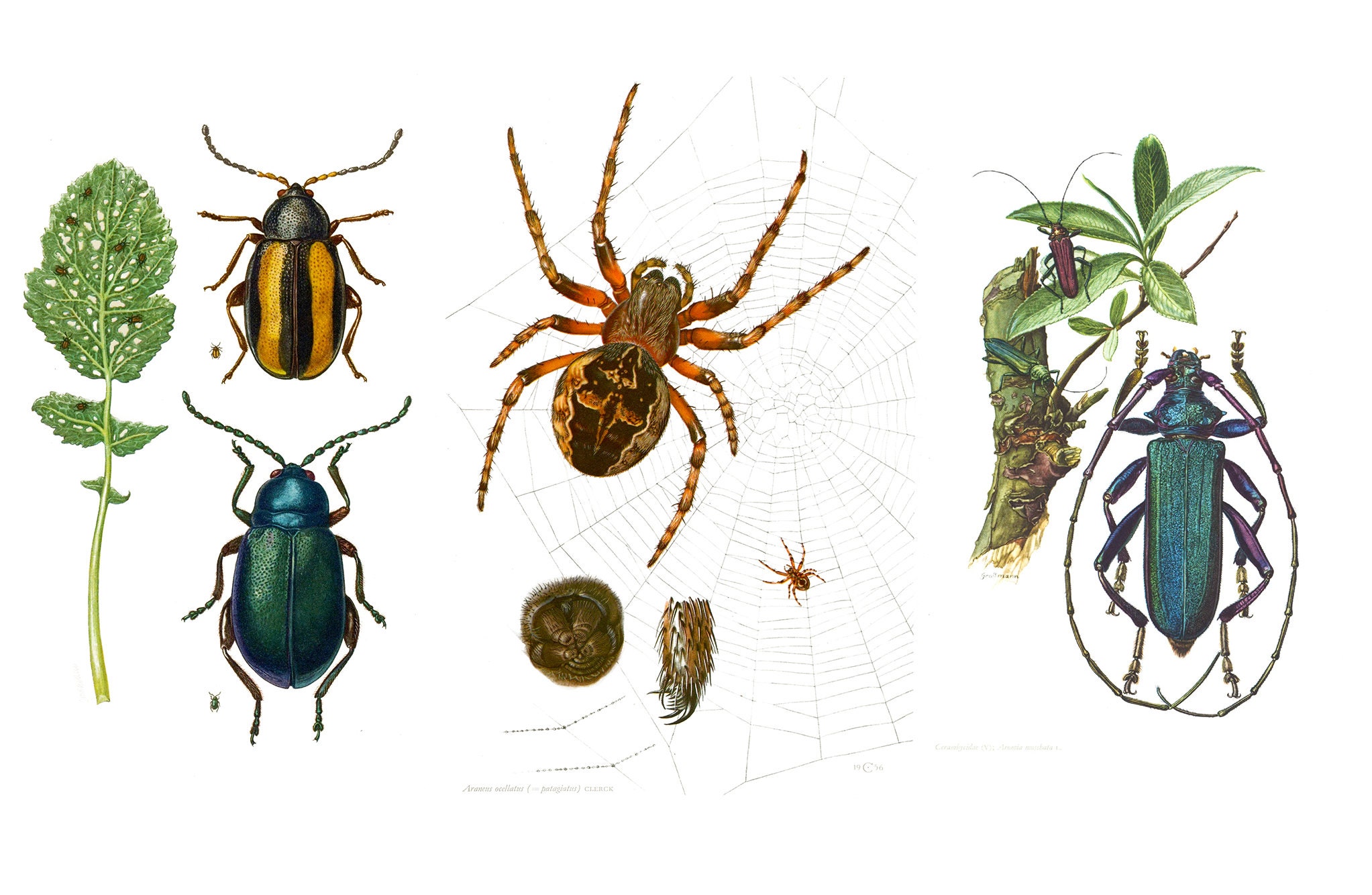 Insects Illustrations Printable Wall Art Vintage Beetles Butterflies ...