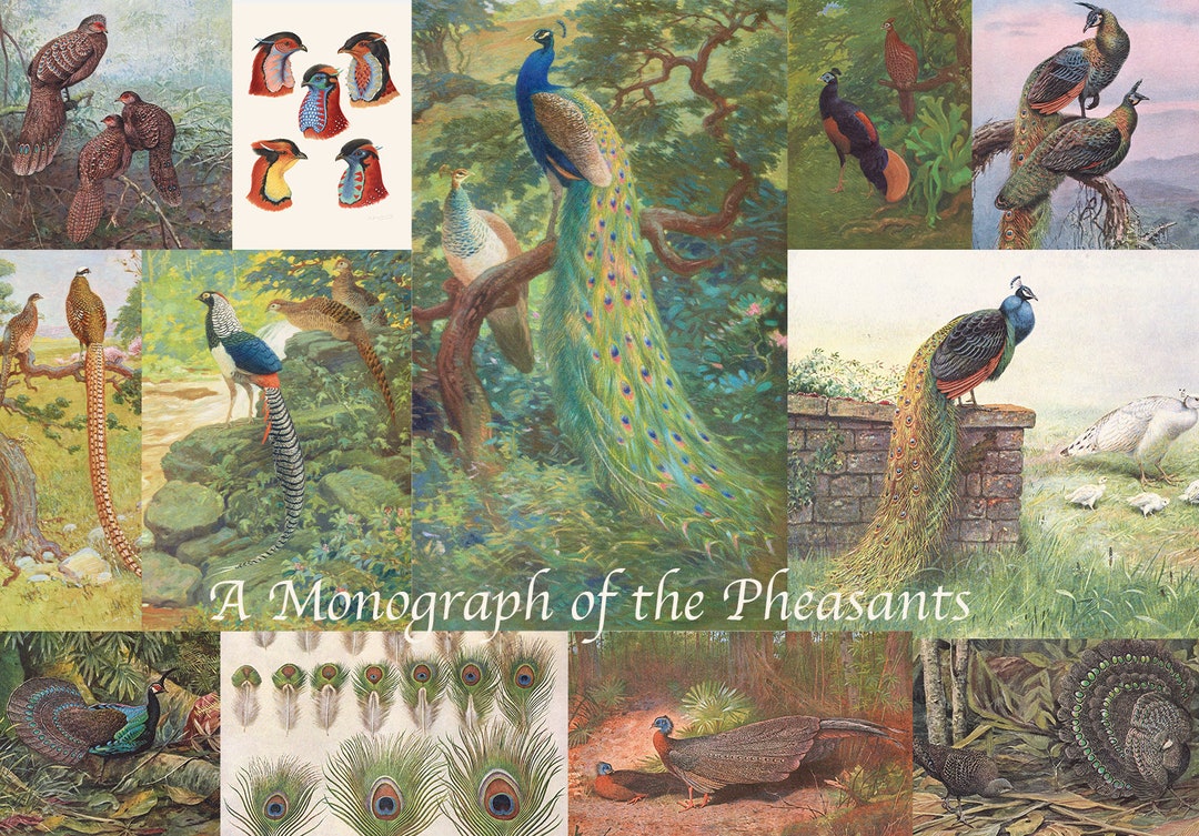 A Monograph of the Pheasants, 70+ HQ Printable Rare Birds Illustrations ...