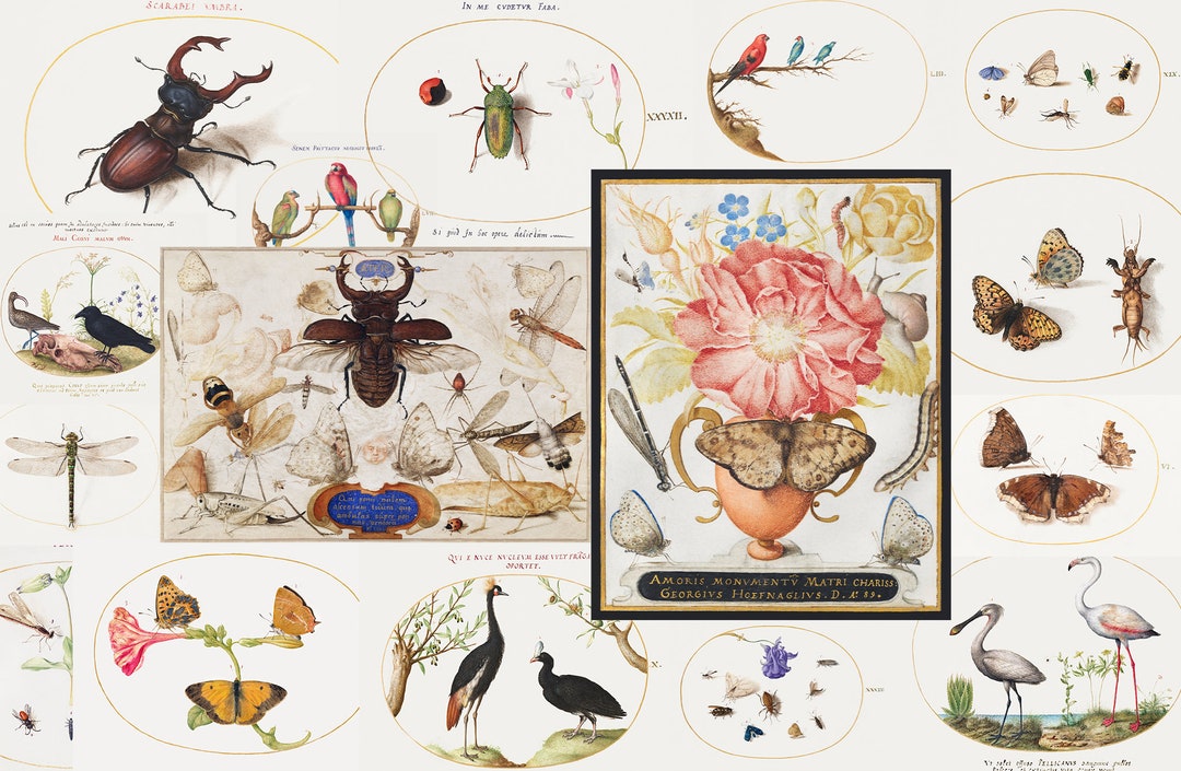 140+ Joris Hoefnagel HQ Vintage Illustrations Paintings Entomology ...