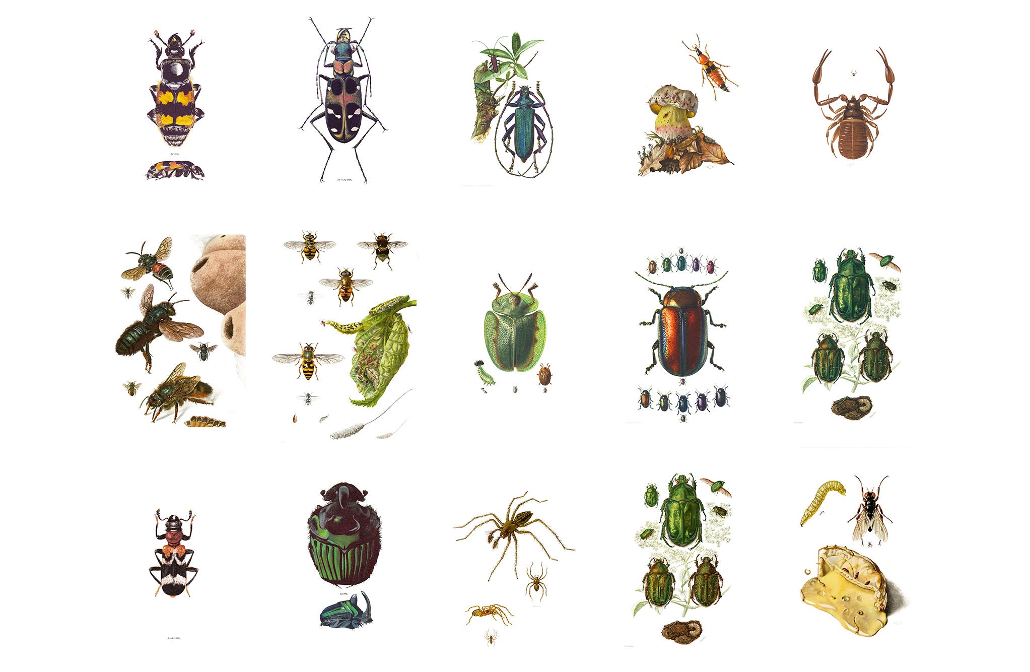 Insects Illustrations Printable Wall Art Vintage Beetles Butterflies ...