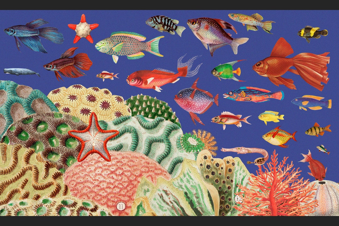 280+ Cute Sea World Animals HQ PNG Clipart Vintage Illustrations ...