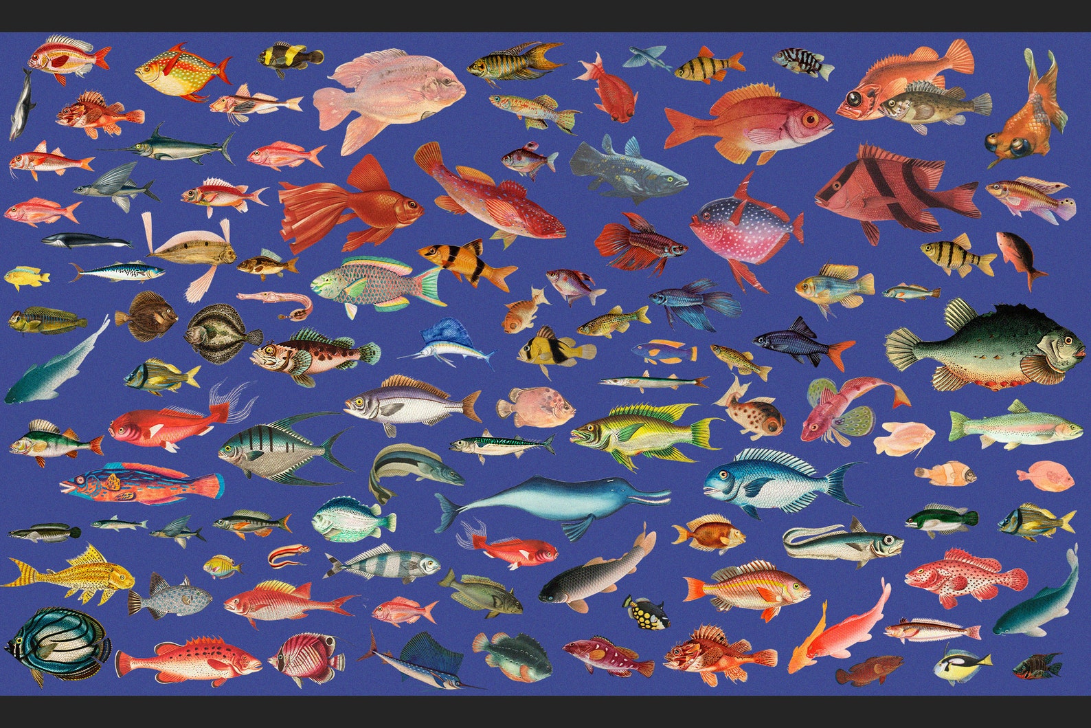 280 Cute Sea World Animals HQ PNG Clipart Vintage Illustrations ...