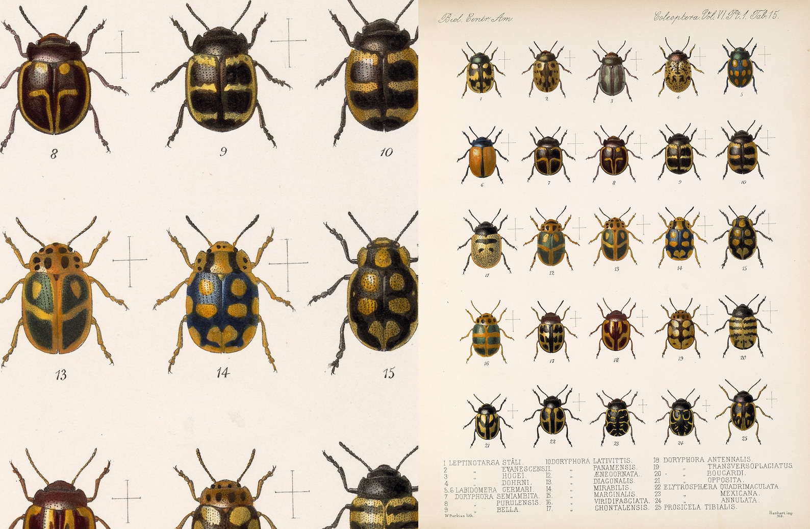 300+ Insecta Coleoptera HQ Printable Illustrations by Frederick Ducane ...