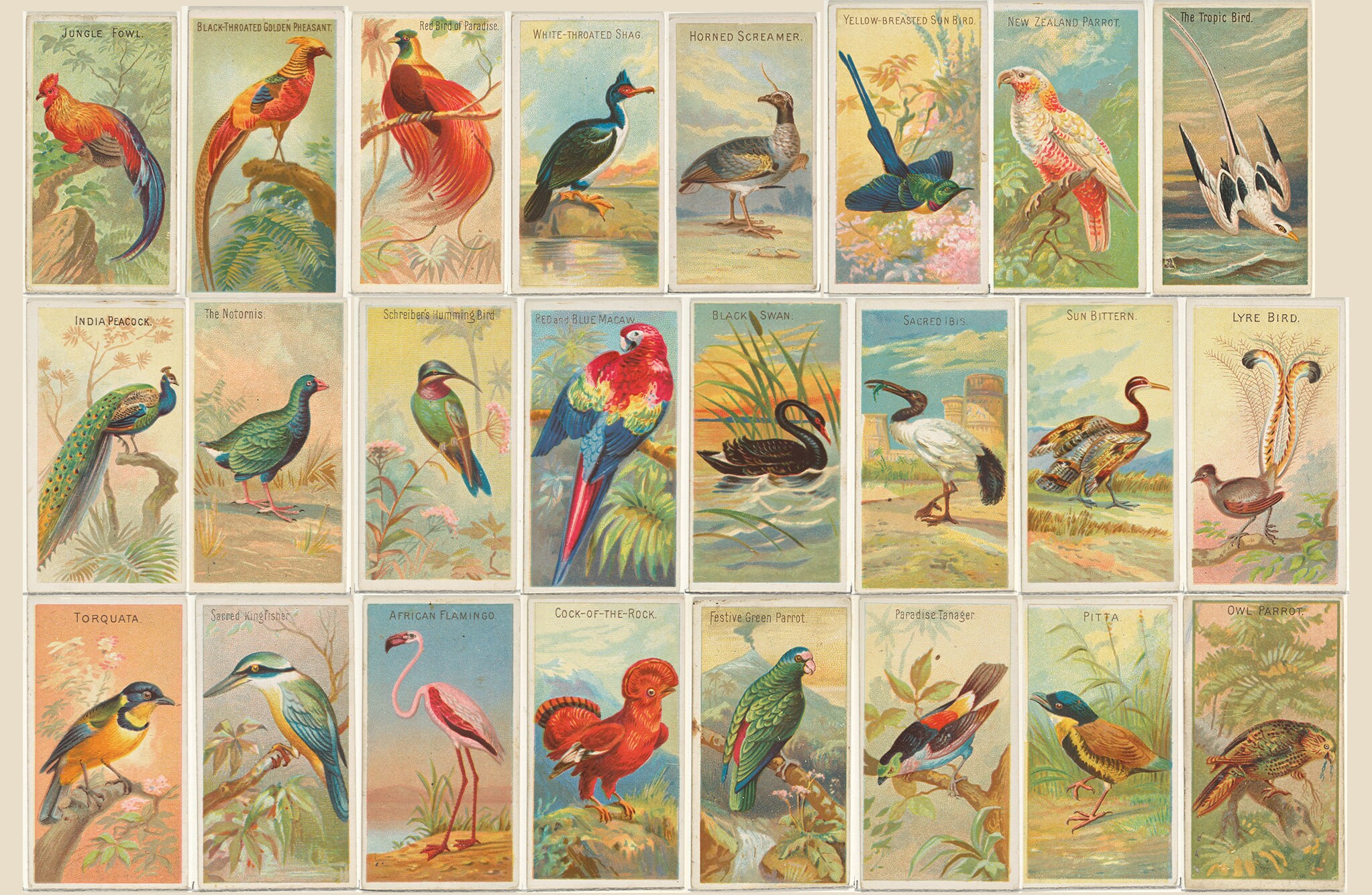 100 Trade Cards From the birds of the Tropics - Etsy