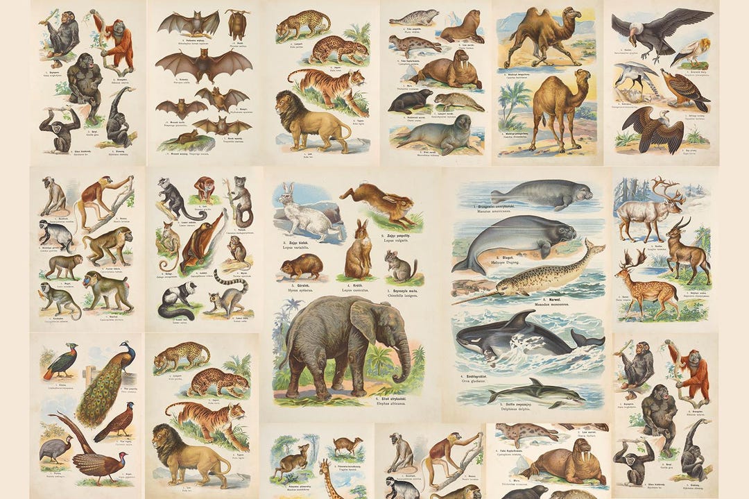 90+ RARE Illustrations of Atlas of the Animal Kingdom by Kurt Lampert ...