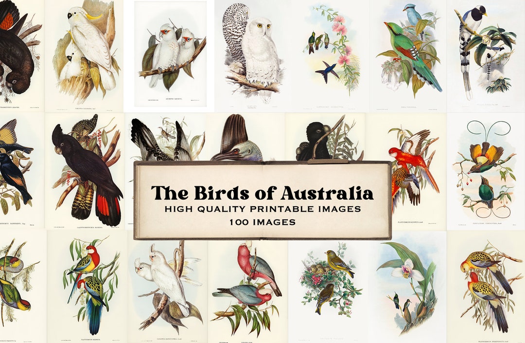 The Birds of Australia Part 1 - 100 High-quality Printable Images John ...