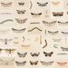 160+ George Hudson Entomology Rare Illustrations, Insects Printable ...