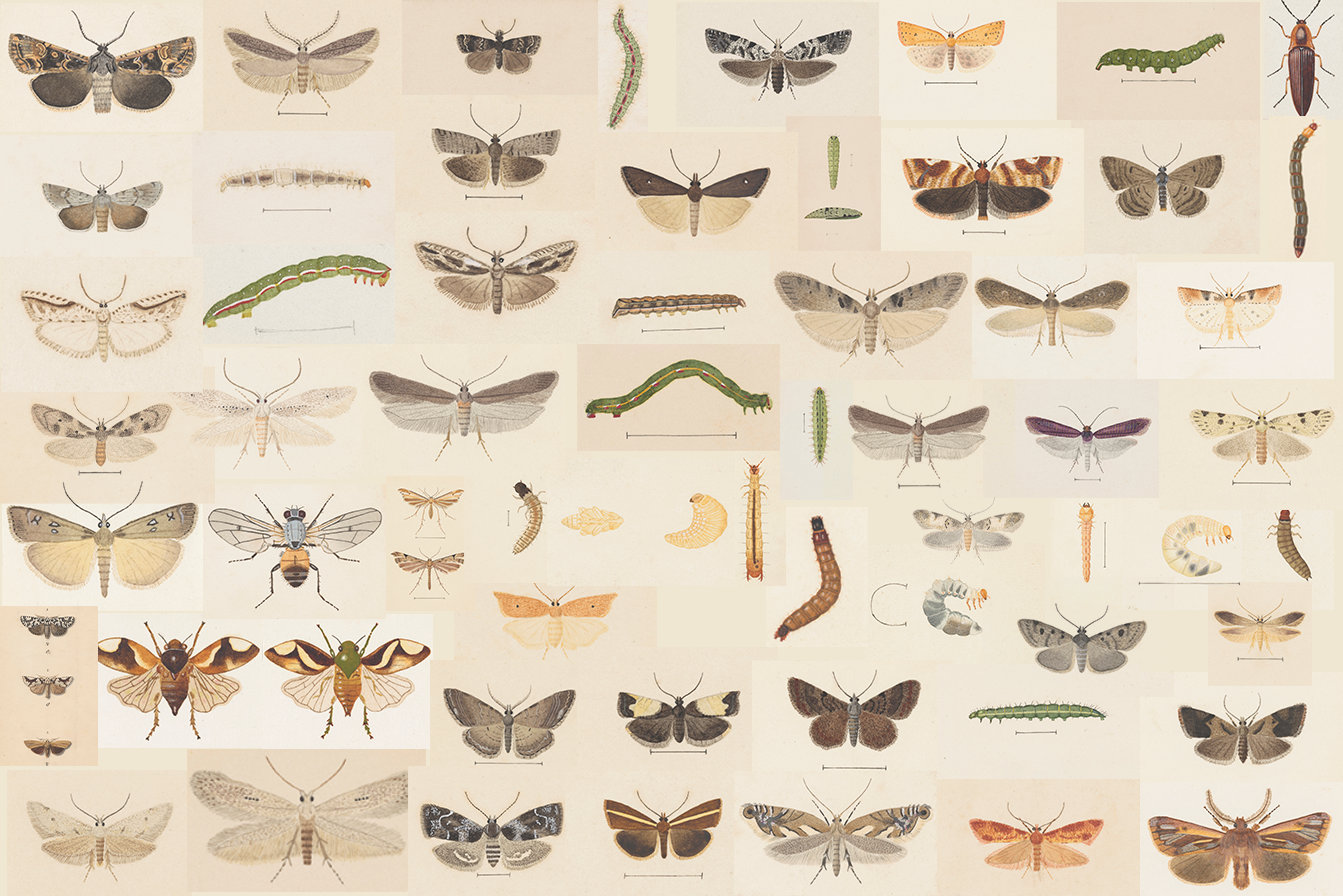 160 George Hudson Entomology Rare Illustrations, Insects Printable ...