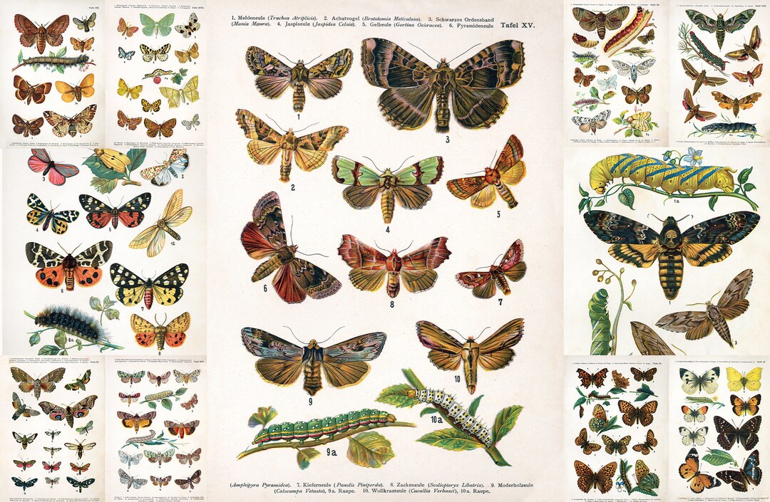 Antique Butterfly Identification Chart Adolphe Millot HQ Printable ...