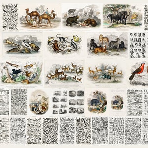 130+ Oliver Goldsmith HQ Printable Illustrations Vintage Llithographs ...