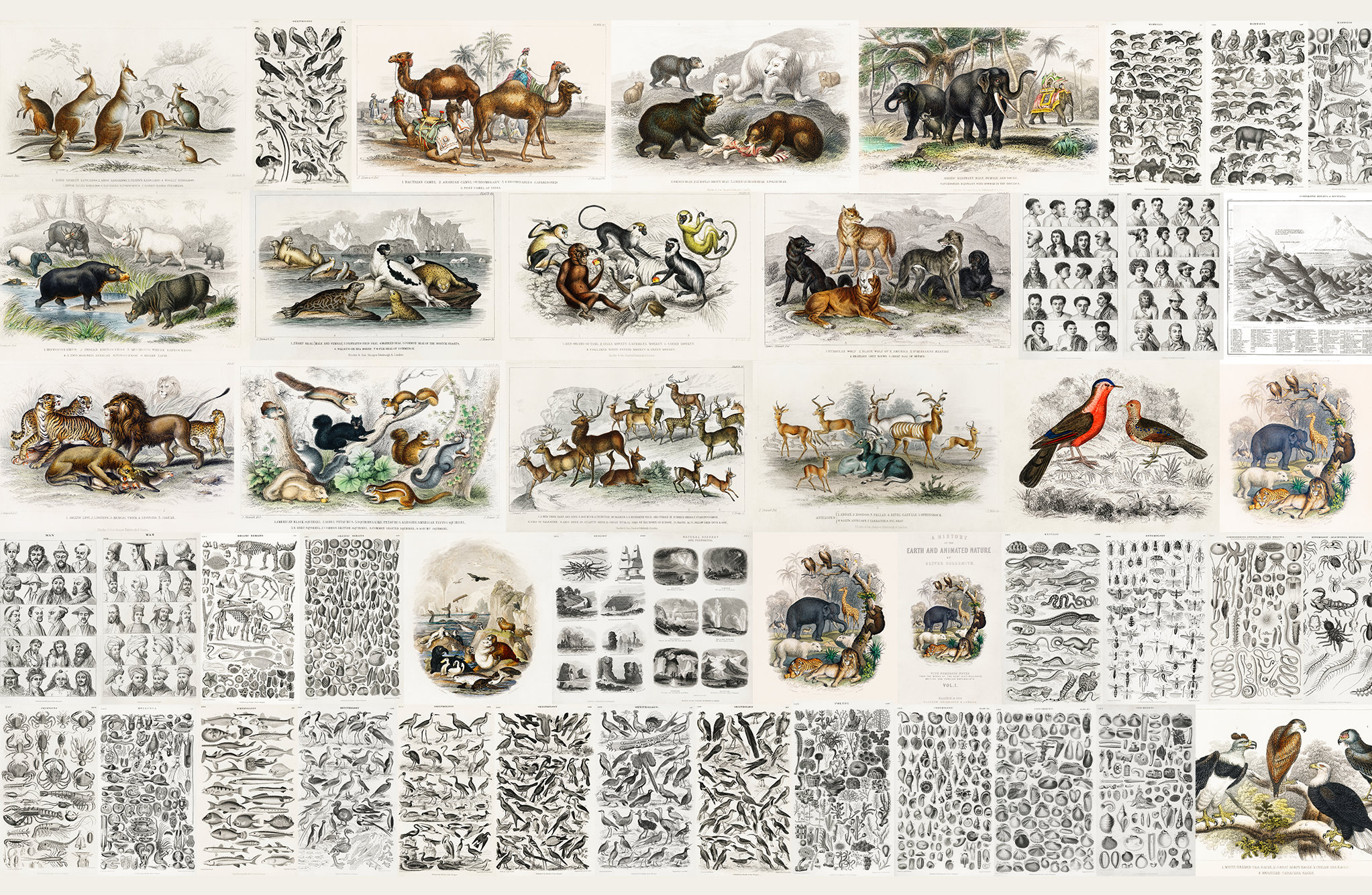130 Oliver Goldsmith HQ Printable Illustrations Vintage Llithographs ...