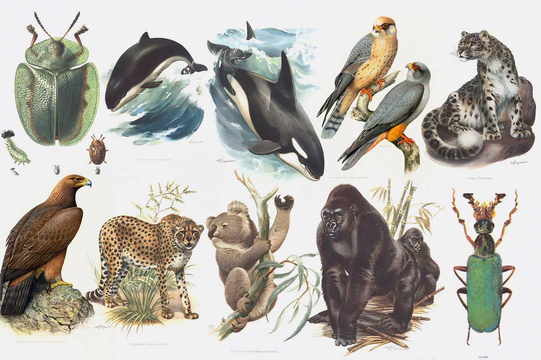 50 Animals Illustrations HQ Printable Artworks Cheetah Tiger Cougar ...