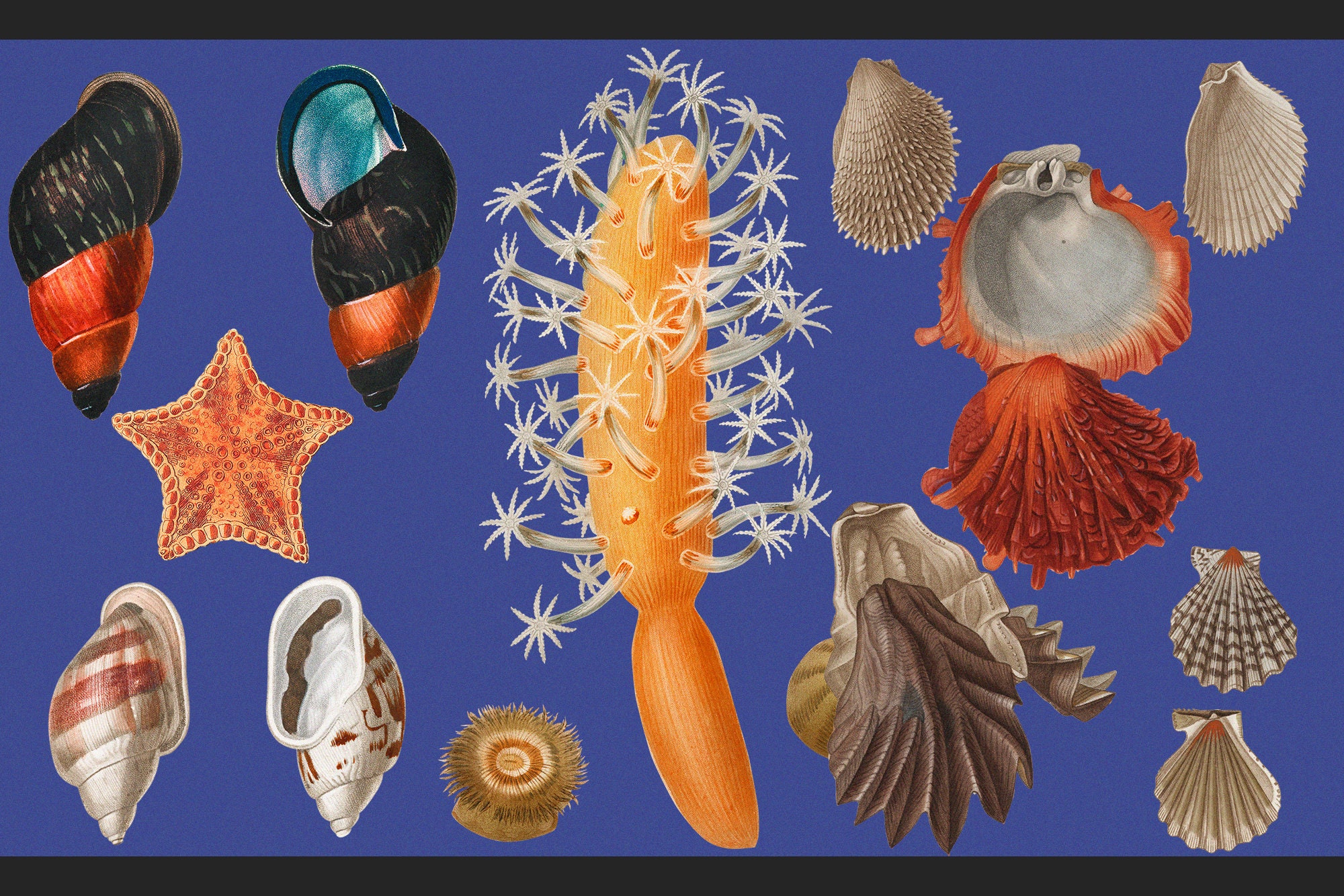 280 Cute Sea World Animals HQ PNG Clipart Vintage Illustrations ...