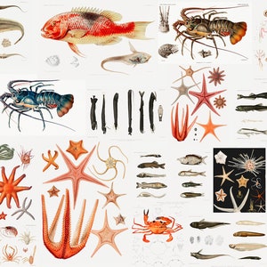 Résultats Des Campagnes Scientifiques by Albert I - 66 HQ Brisingidae ...