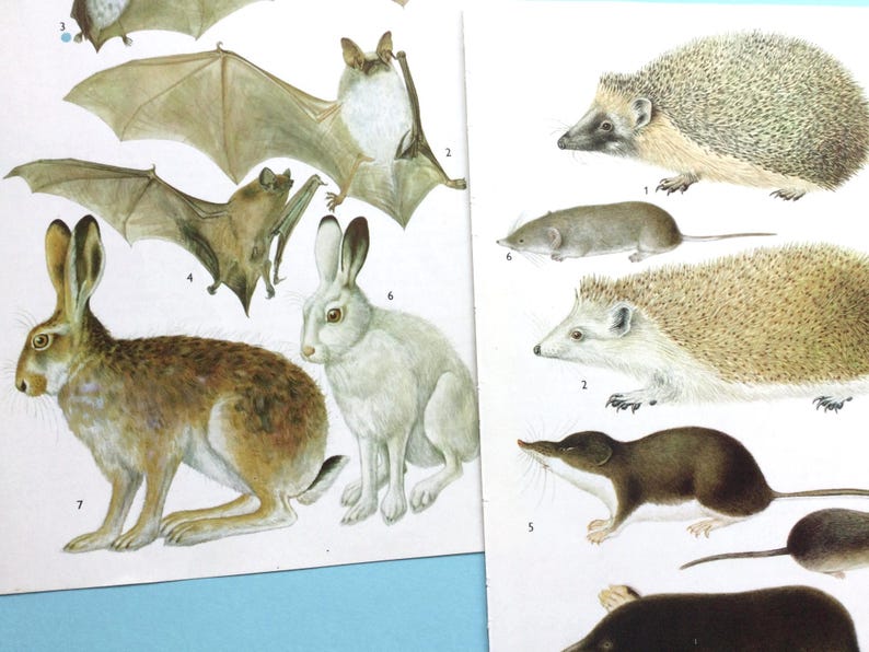 Vintage 1960s Animal Book Pages, Small Creature Illustrations, Paper ...