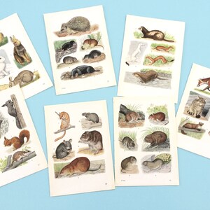 Paper Ephemera Pack, Animal Book Pages for Card Making, Collage ...
