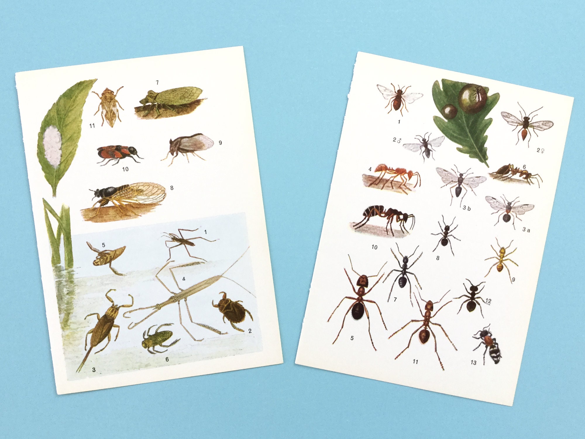 Insect Book Pages Paper Ephemera Insect Prints for Collage - Etsy