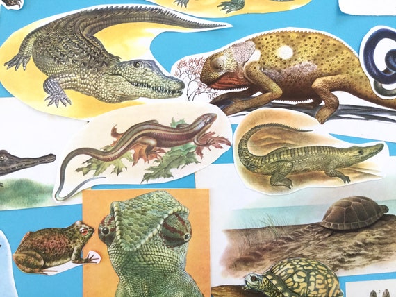 cut out reptiles school project collage kit Vintage ephemera paper ...