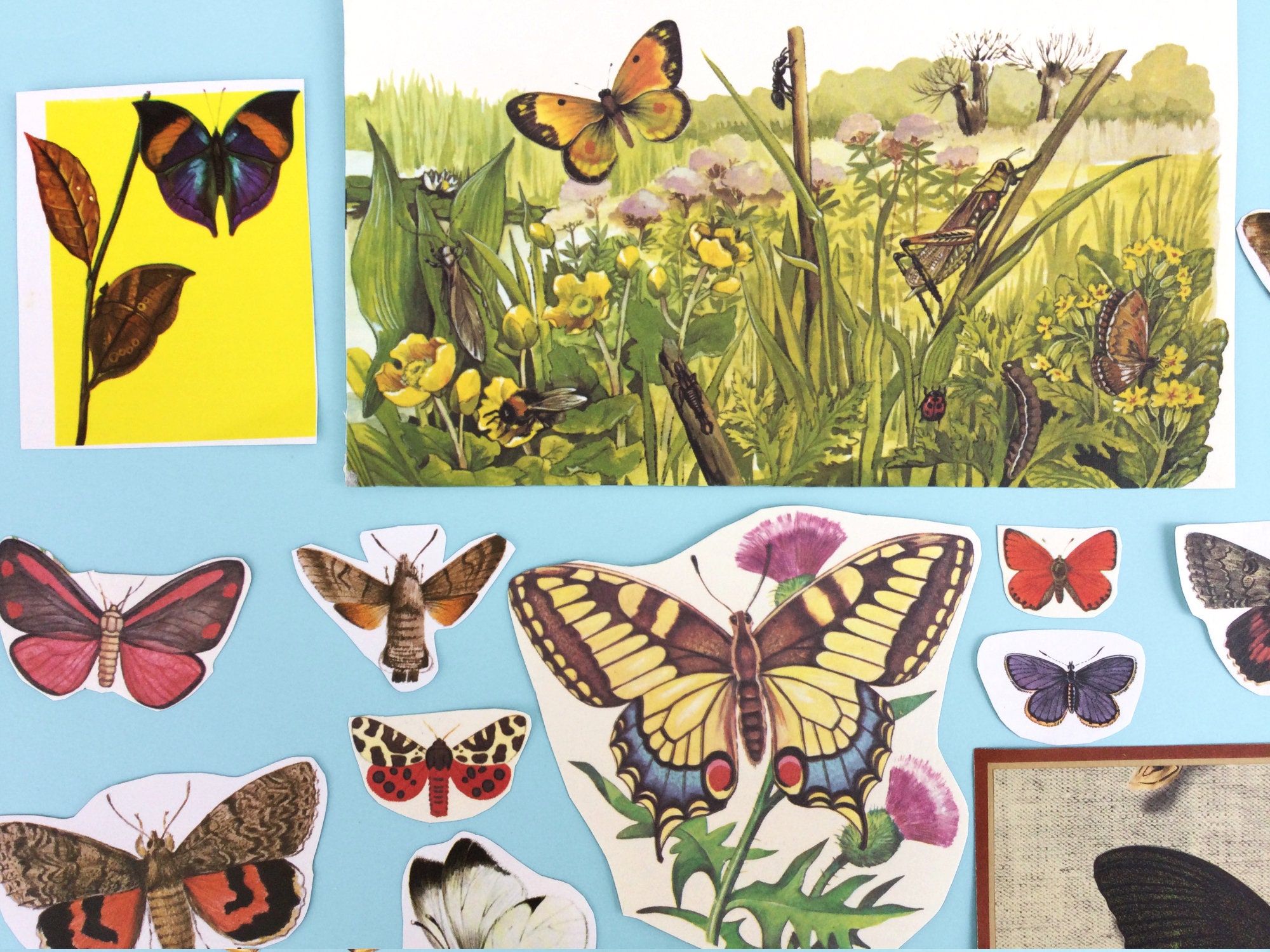 Insect Collage Kit Butterflies and Moths Paper Ephemera - Etsy