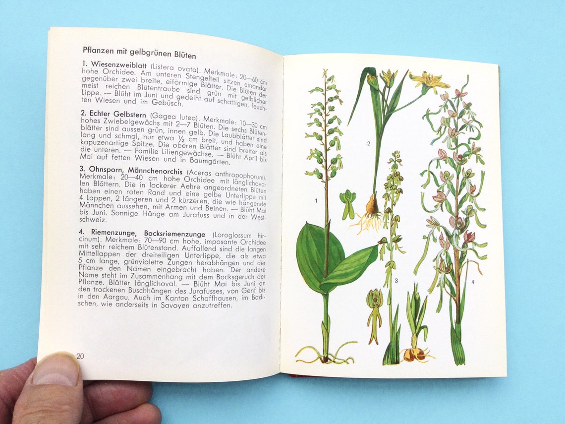 Vintage Botanical Book Meadow Flowers. Flower Recognition - Etsy