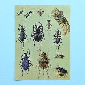 Insect Art, Vintage Insect Prints for Wall Decor, Collage, Decoupage ...