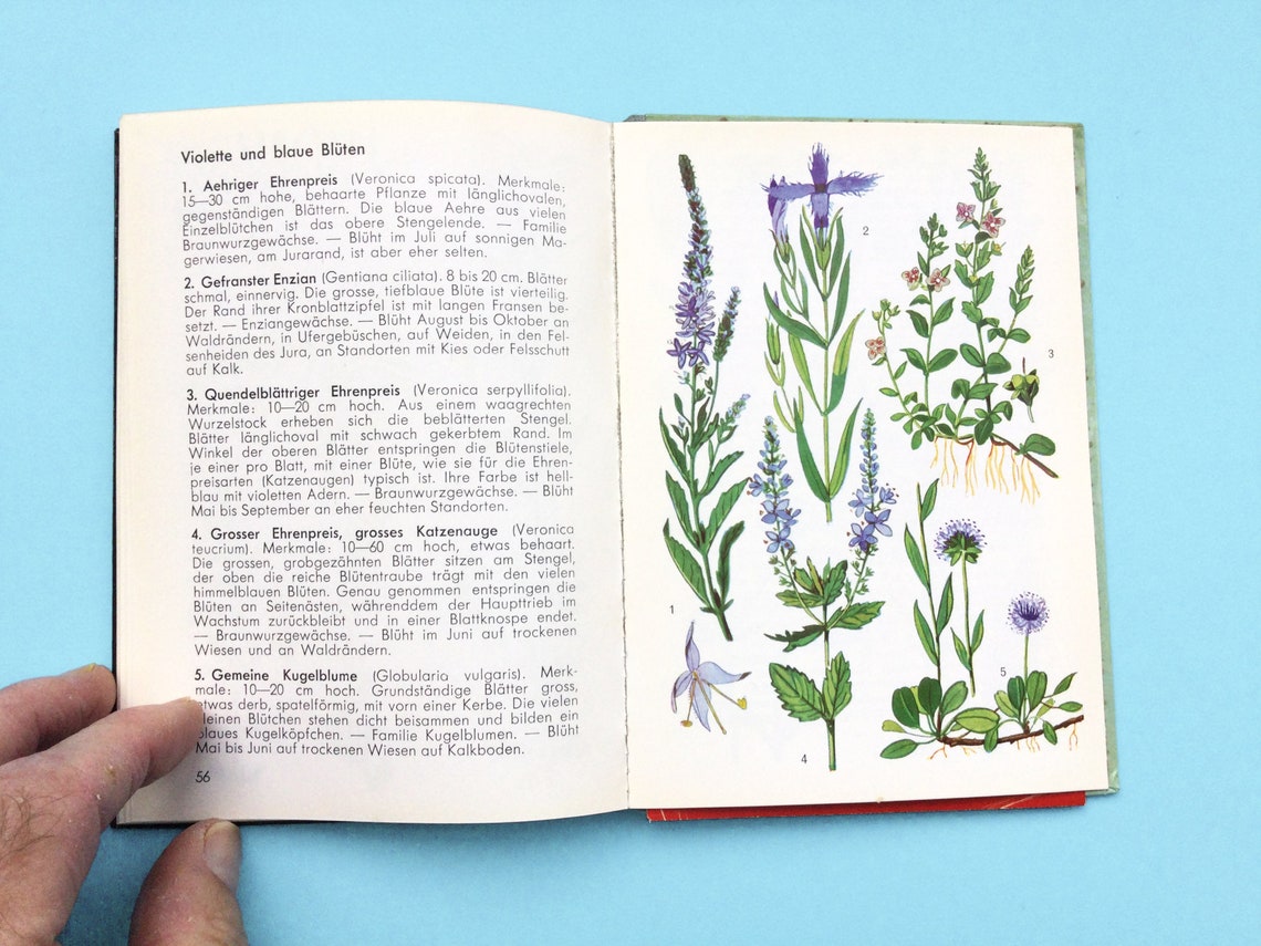Vintage Botanical Book Meadow Flowers. Flower Recognition - Etsy