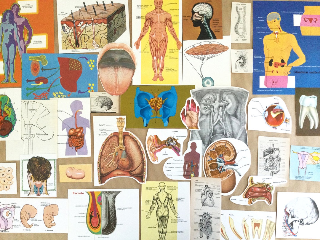 Human Anatomy Collage Kit, Anatomy Art, Biology, Anatomical Ephemera ...