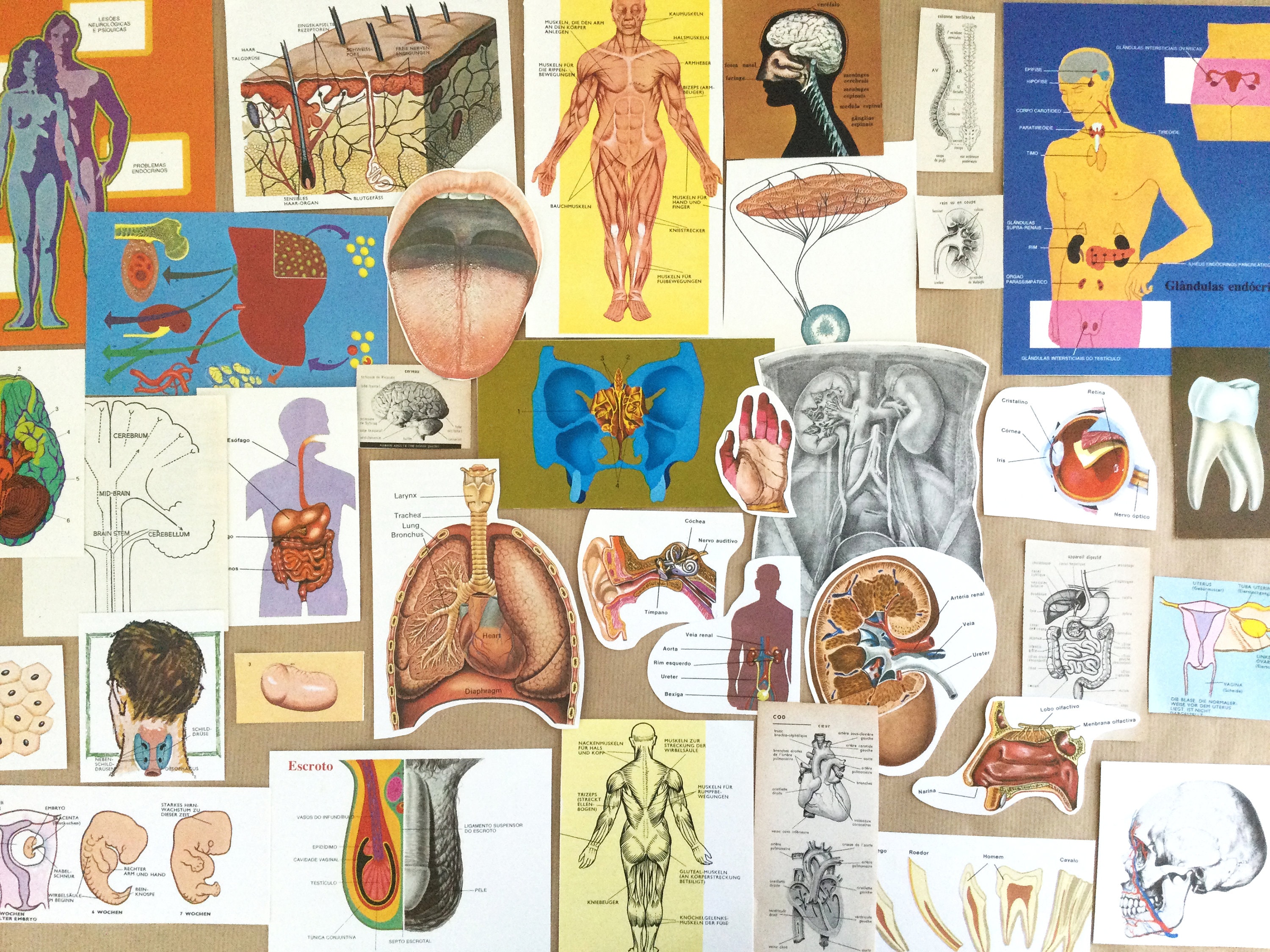Vintage Anatomy Collage Kit Anatomy Art Biology Human Body - Etsy Israel