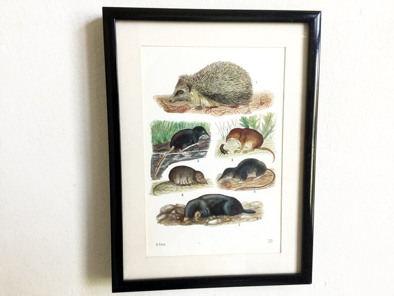 Paper Ephemera Pack, Animal Book Pages for Card Making, Collage ...