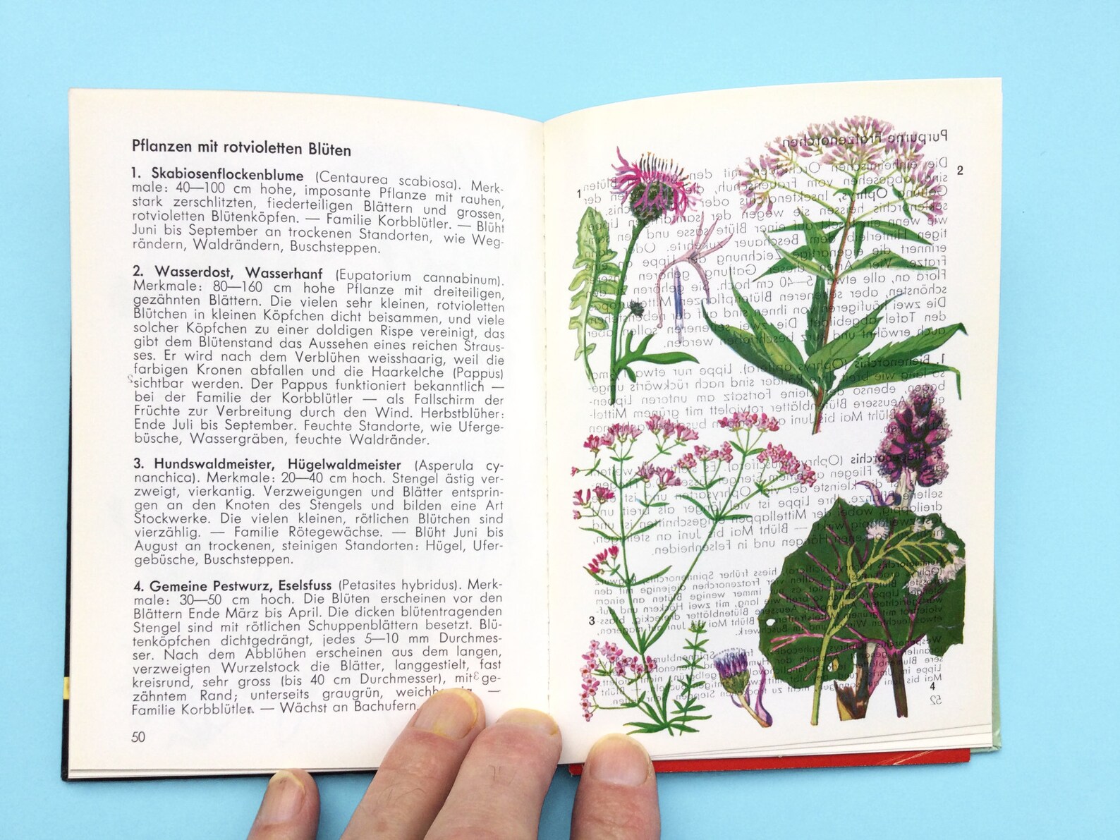 Vintage Botanical Book Meadow Flowers. Flower Recognition - Etsy