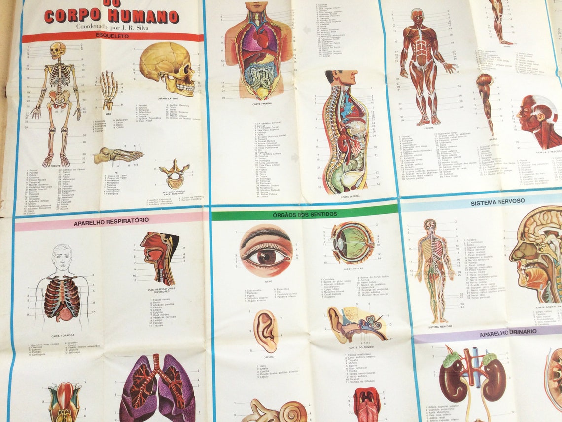 Vintage Anatomy Poster, Human Skeleton, Biology Chart for Collage ...