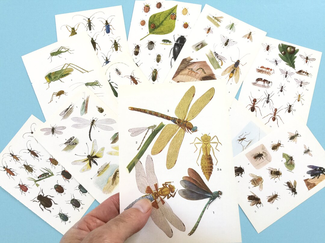 Insect Book Pages, Paper Ephemera, Insect Prints for Collage, Card ...