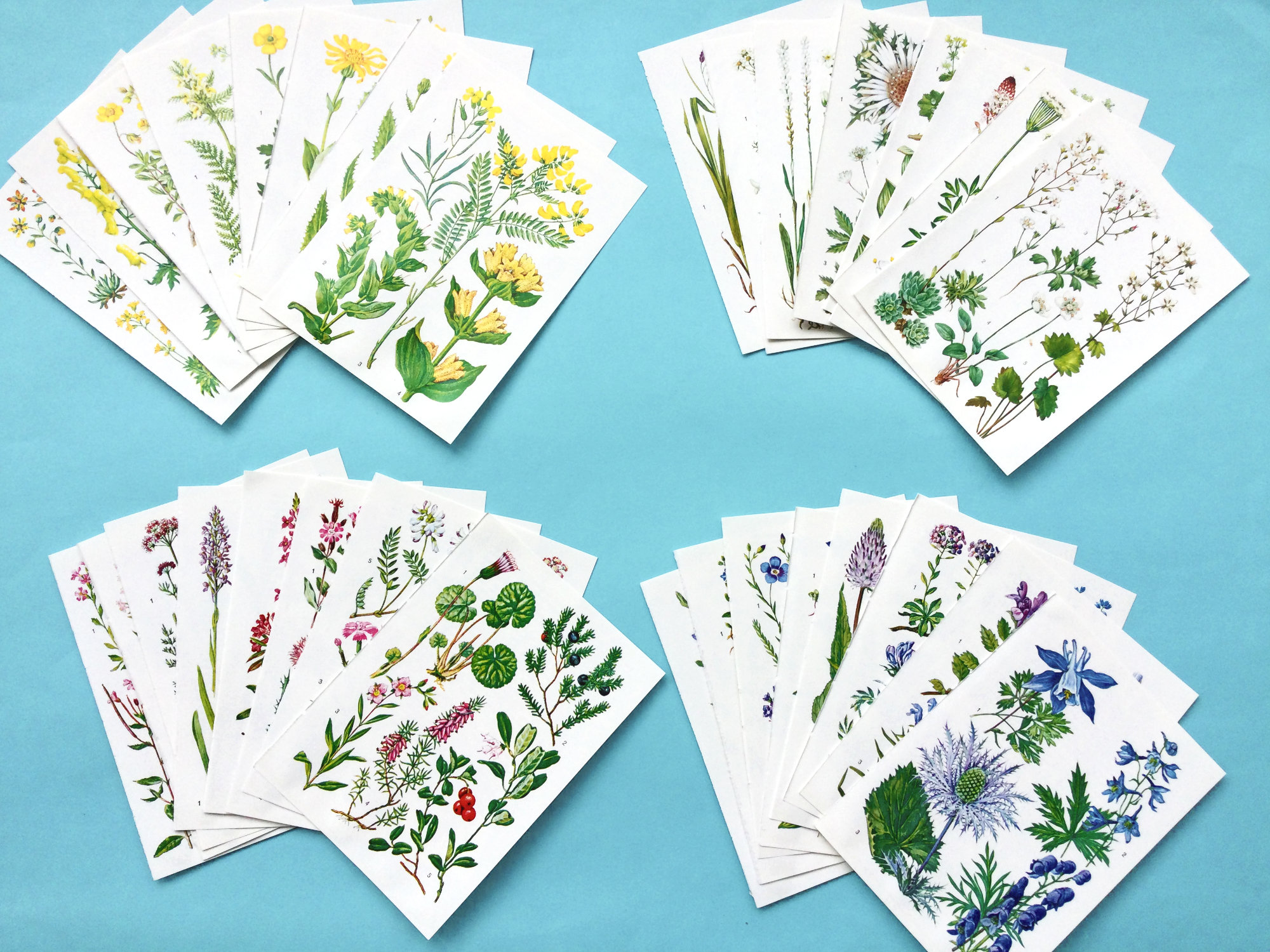 Vintage Botanical Prints, Flower Book Pages, Colour Sets for Collage ...