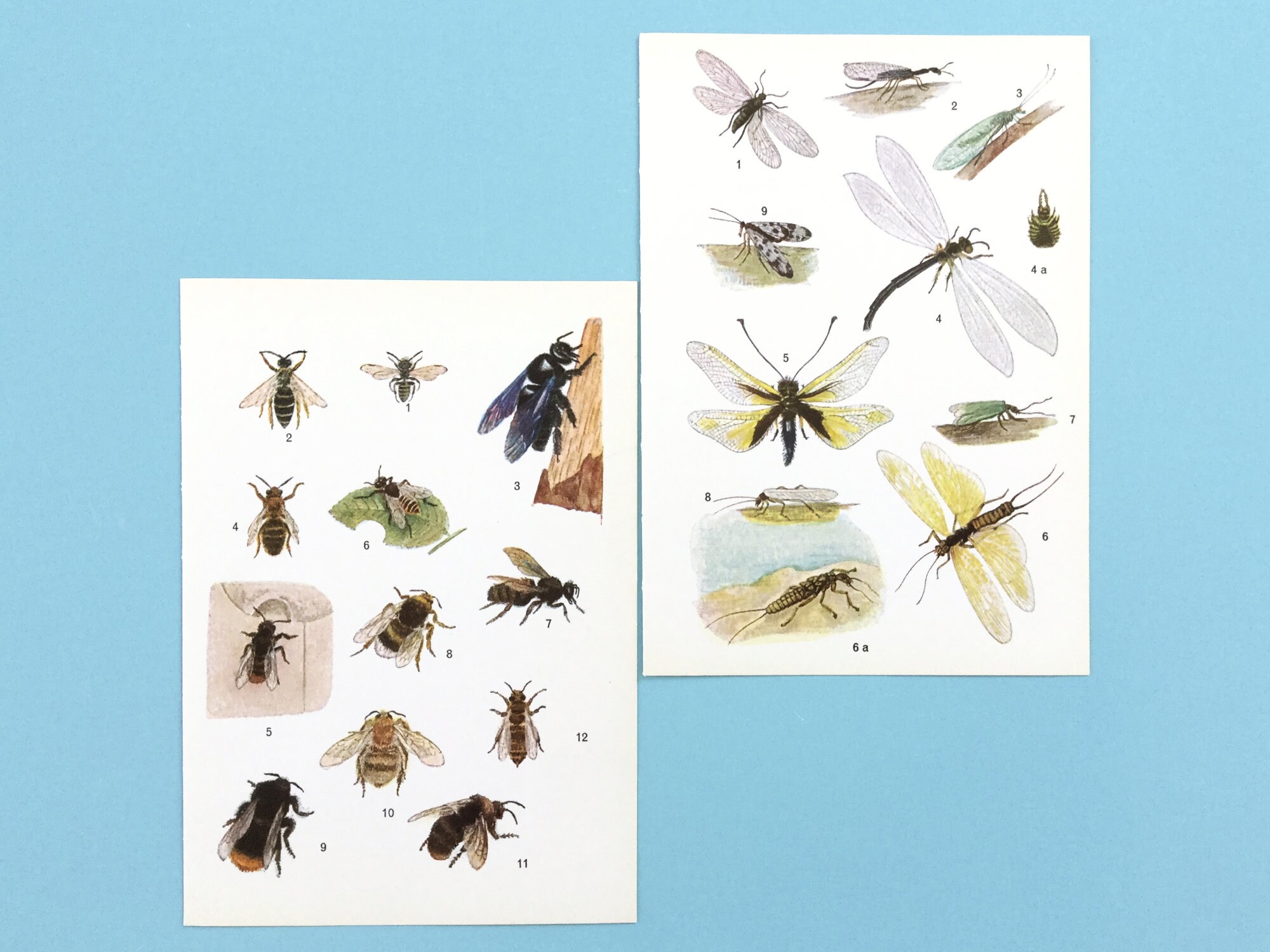 Insect Book Pages Paper Ephemera Insect Prints for Collage - Etsy