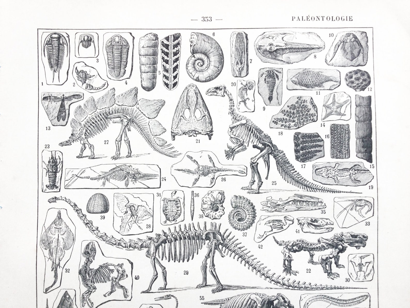 Vintage Prehistory Prints Skeleton Poster Fossils - Etsy