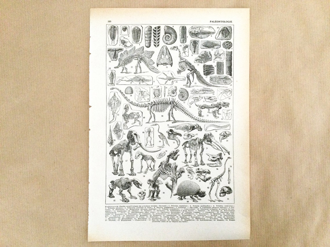 Vintage Prehistory Prints Skeleton Poster Fossils | Etsy