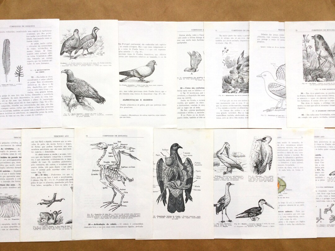 Bird Book Pages, Vintage Zoology Book, Paper Ephemera Pack for Junk ...