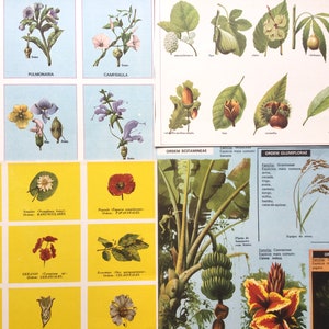 Botanical Page Bundle, Old Book Pages, Flower Prints, Roots, Plants ...