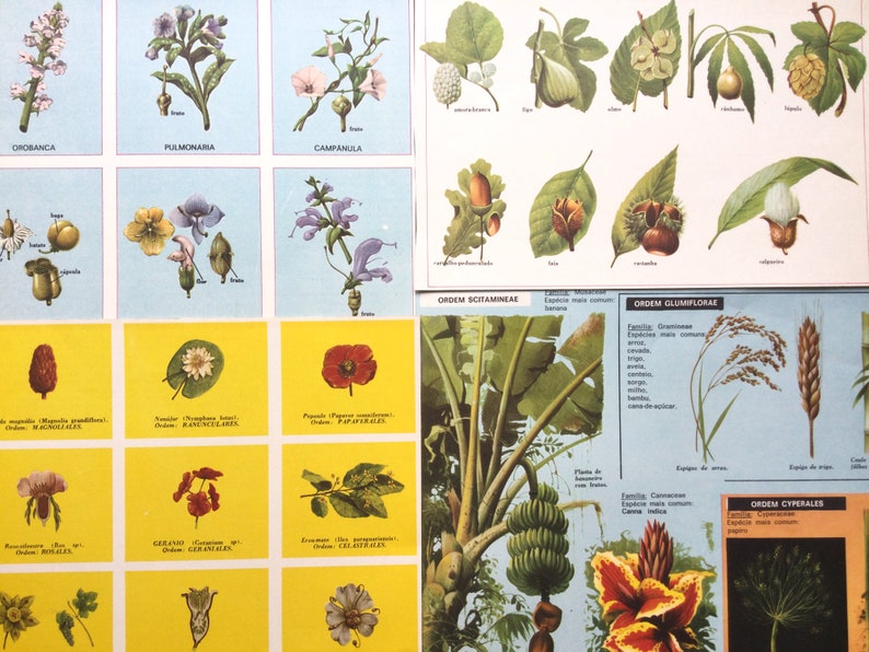 Botanical Page Bundle, Old Book Pages, Flower Prints, Roots, Plants ...